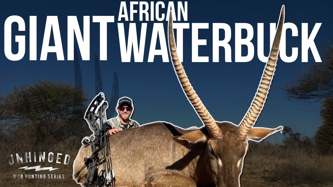 GIANT African Waterbuck! (WCB Unhinged Series)