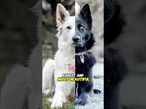 Top 3 Rarest and Most Beautiful German Shepherd Coat Colors #shorts #dog #pets #germanshepherd