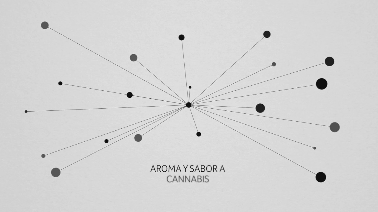 ¿Qué son los perfiles de terpenos de cannabis?