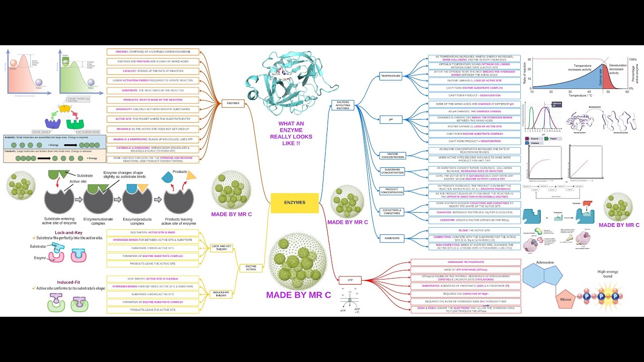 Enzymes Mind Map