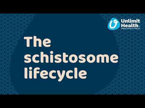 The schistosome lifecycle
