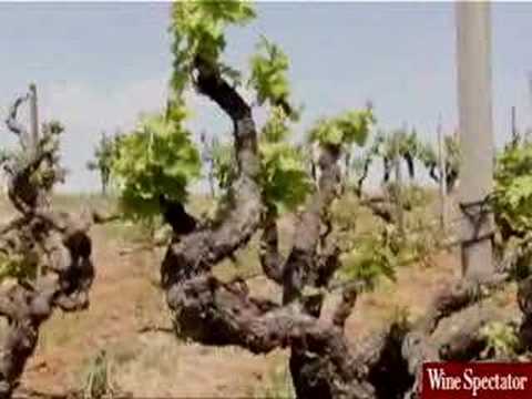 Old Vine Zin l Wine Spectator