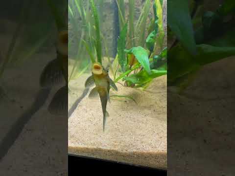 Blue Phantom Pleco #shorts