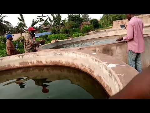 Nigeria Vs. Benin Republic| A visit to Songhai Farm at Port Novo| Fish Farming Made Easy|