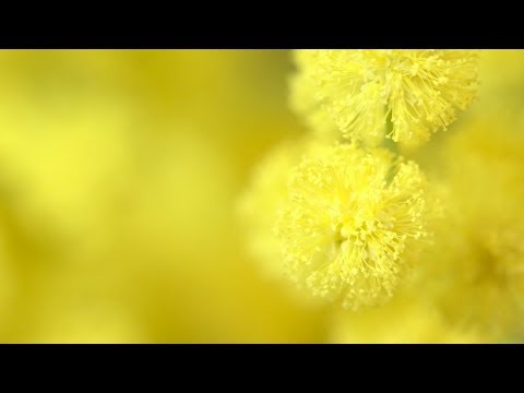 Stop and smell the... scent of spring | Fragrant Easter flowers | Powered by 365 Days of Flowers