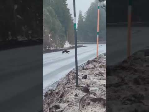A rare wolverine was spotted outside its natural habitat by a bystander ...