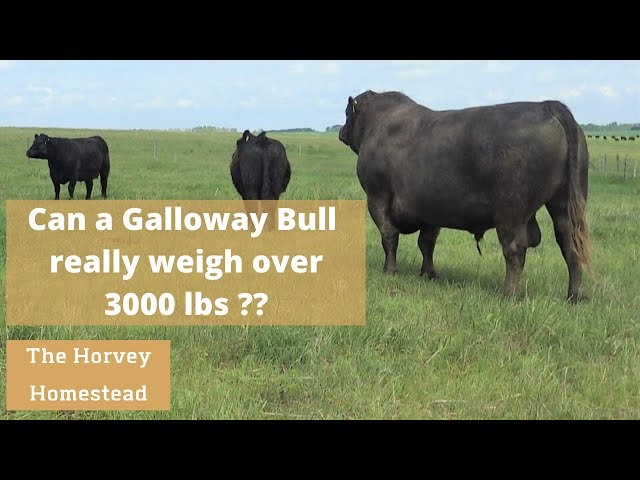 Purebred Galloway Bulls and Females | Livestock | Red Deer | Kijiji