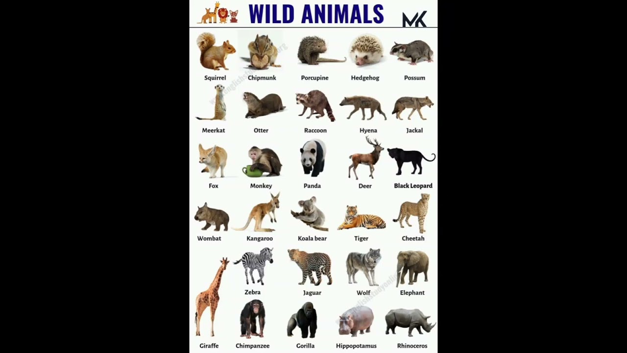 Wild Animals Name 🦁#education #mk #shorts #wild @learnwithmk5825