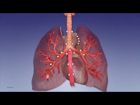 Lymph Node Anatomy-Olympus Bronchoscopy