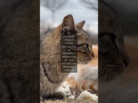 The Feline Factor Unleashing the Rambunctious Power of CatsAs we gaze into the piercing...