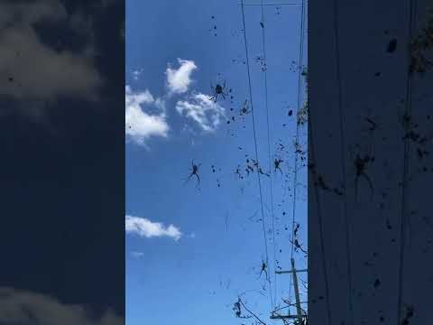 Artist Sarcastically Shows Spiders Building Huge Web on Tree Above Sidewalk - 1301631-1