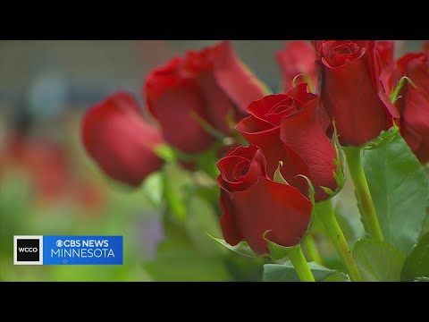What does each color of rose mean?