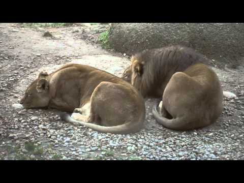 Sony RX100 mk4, 4k, Animals in Zoo Basel