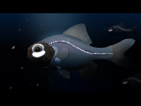 Flashlight fish, new research | Dear Kitty. Some blog