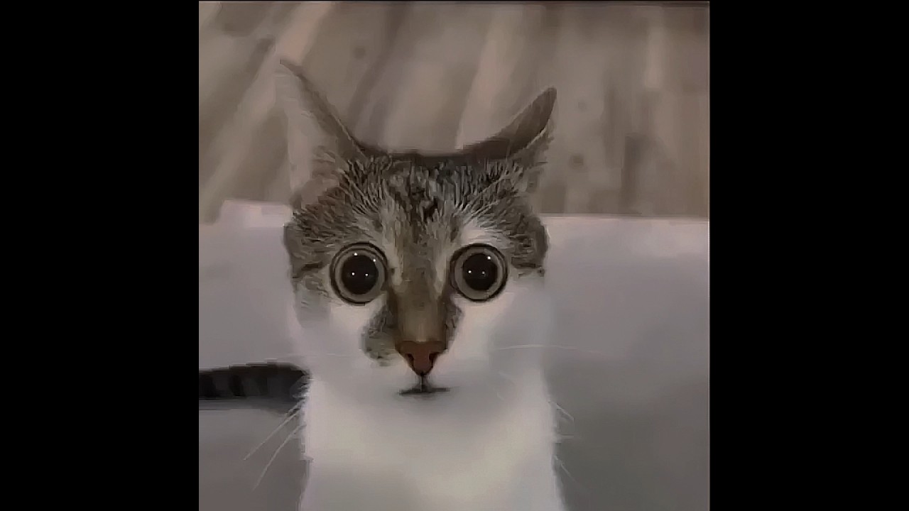 Cat Staring with Big Eyes Meme 4K 60fps