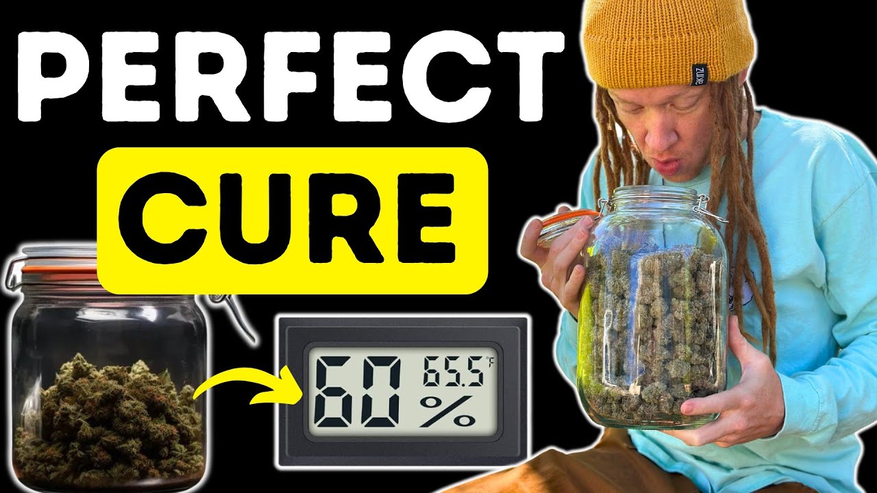 How to Cure Weed for Best Flavor & Maximum Potency