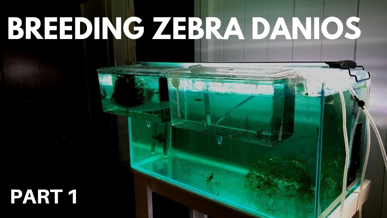 How to Breed Zebra Danios: Getting the Eggs (Part 1)