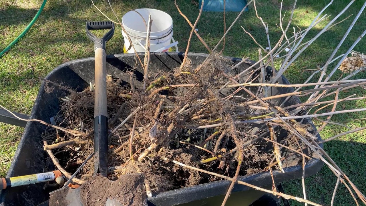 Stop Buying Plants — Do This Instead to Fill Your Garden