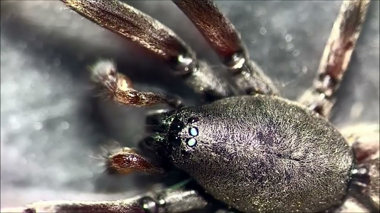 Australian Spiders under the microscope!