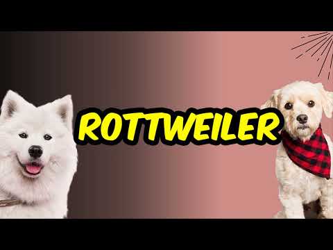 Rottweiler Pronunciation | How To Pronounce Rottweiler