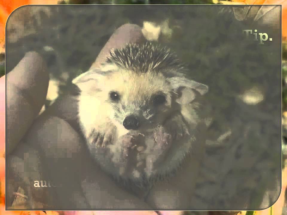 Autobiographical Essay