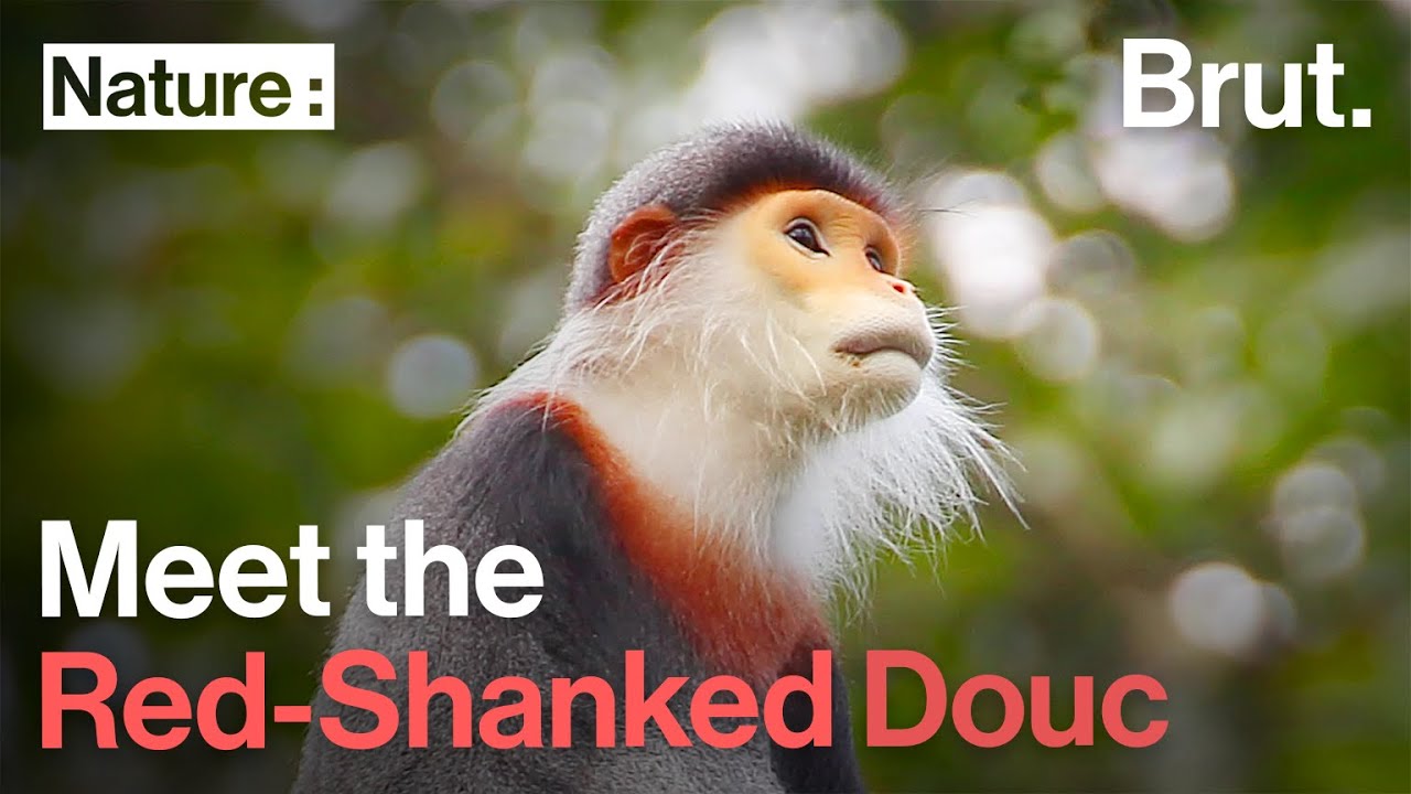 Meet the Red-Shanked Douc