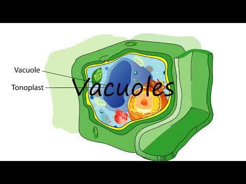 How to Pronounce Vacuoles?