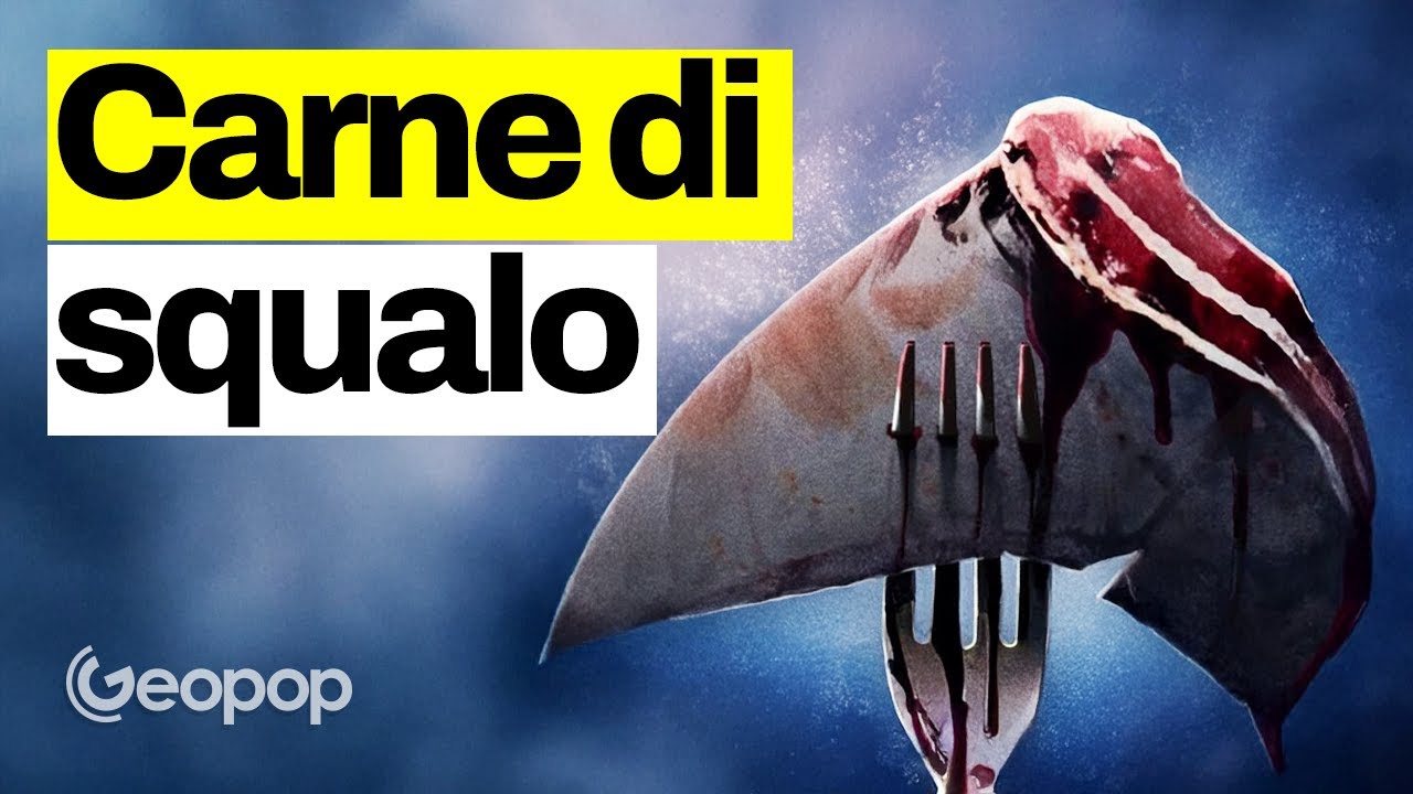 Mangiamo carne di squalo senza saperlo: l’Italia è il terzo importatore a livello mondiale