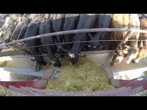 Limit Feeding Background Calves