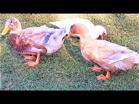 COUPLE SAXONY DUCKS NEW GENERATION IN THE BACKYARD-FARMA SKYDRA.GR