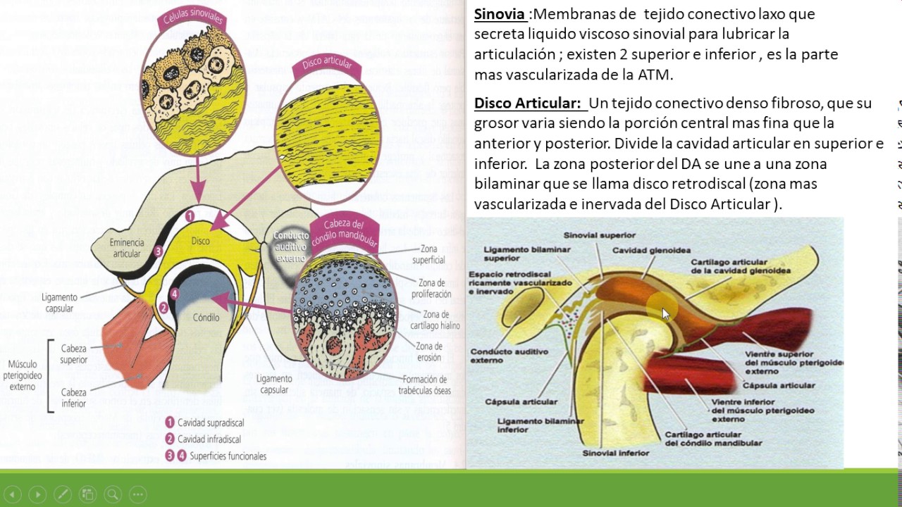 Articulacion TemporoMandibular