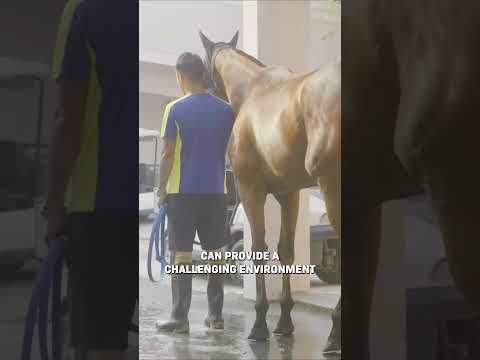 Did You Know: About Female Racehorses In Hong Kong?