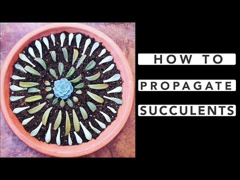 How to Propagate Succulents