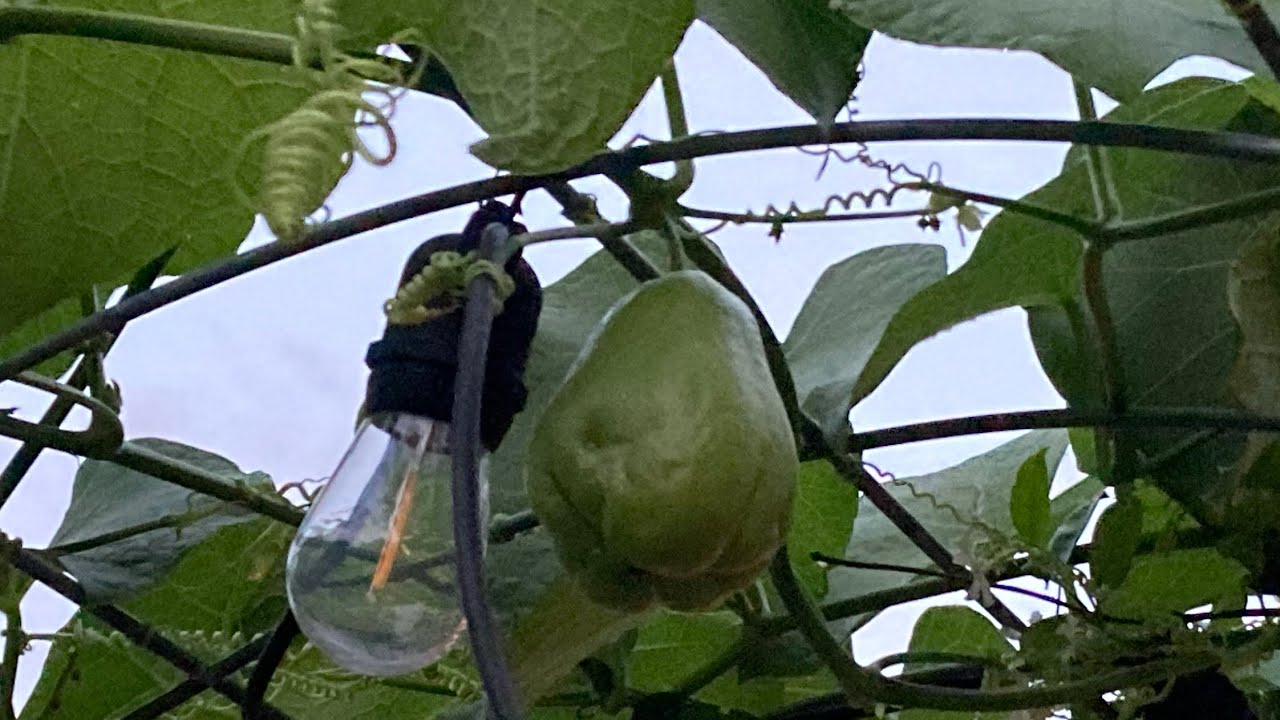 How to Root and Grow Chayote Squash.  Fastest Way to Root Chayote