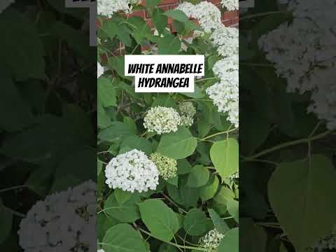Beautiful white Annabelle hydrangea