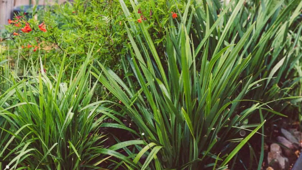 How to Grow Dianella