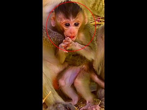 🔴LIVE: Poor baby monkeys in the wild Mountain