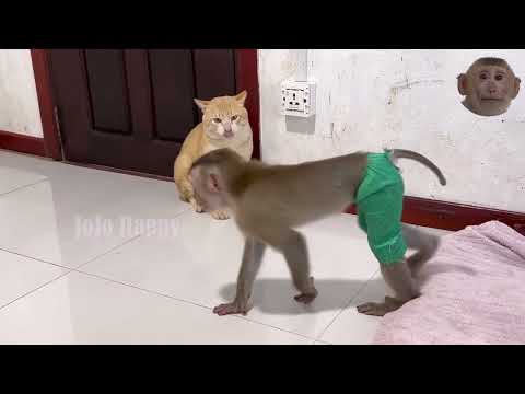 Claver monkey teasing innocent cat- Monkey Vs Cat #monkey, #cat #funny #animals