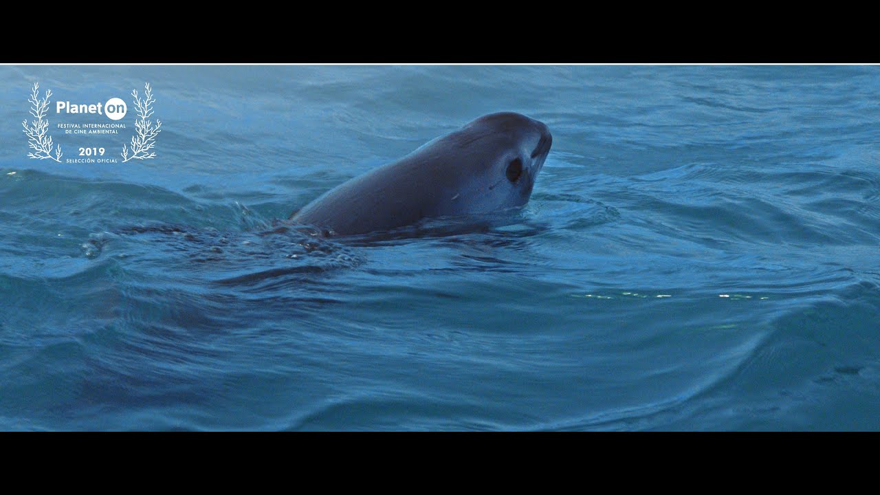 Planet On 2019 Sea of Shadows (S.O.S Vaquita Marina)