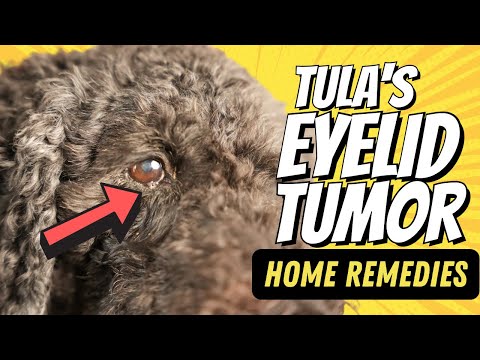5 Home Remedies To Naturally Heal Your Dog's Eyelid Tumor