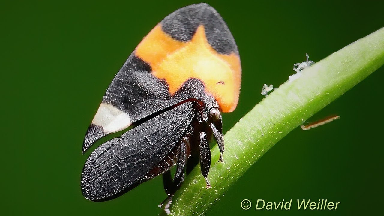 Is That Treehopper Wearing a Helmet?