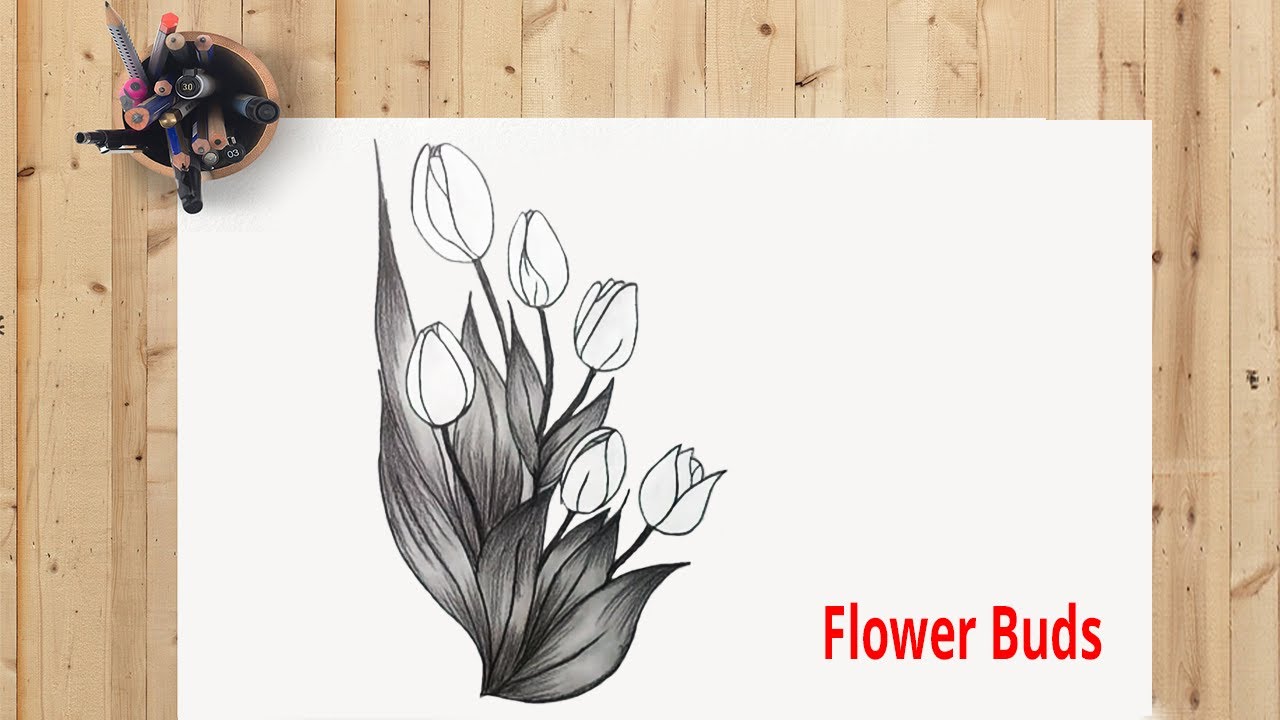 How to Draw Flower Buds - Easy Drawing Tutorial