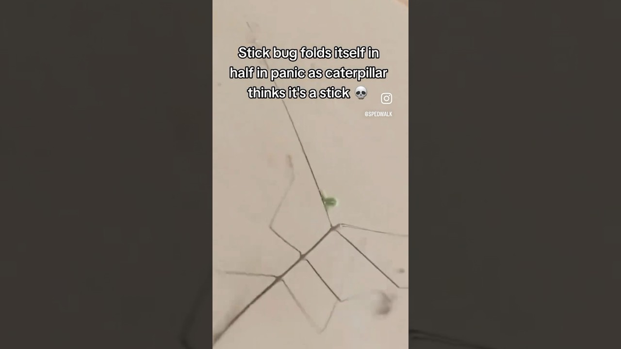 Stick bug folds itself in half in panic as caterpillar thinks it's a stick 💀