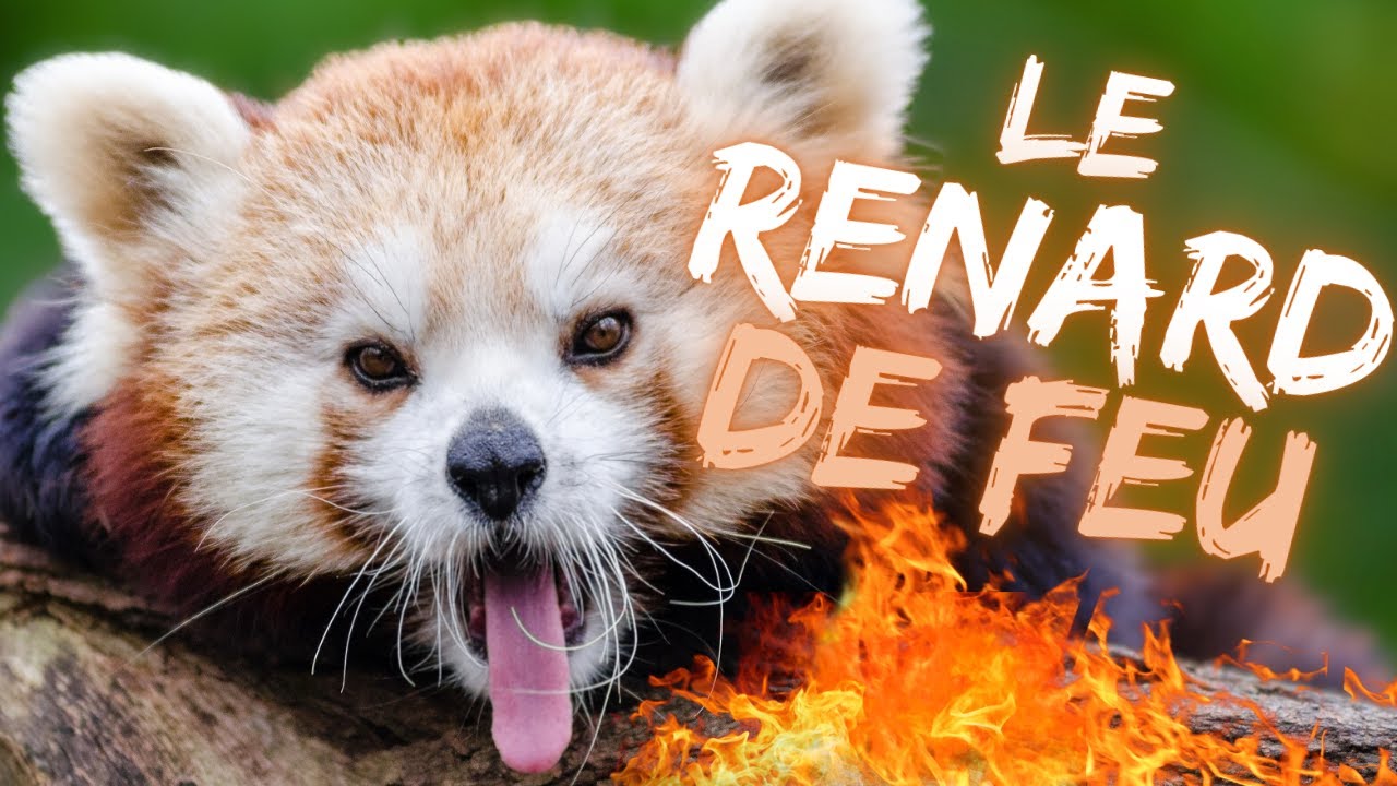 Le panda roux victime de son succès. L'animal le plus mignon du monde ?!