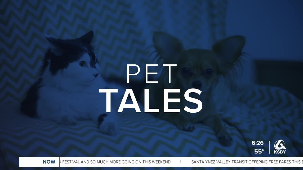 Pets of the Week: Mister and Bingo