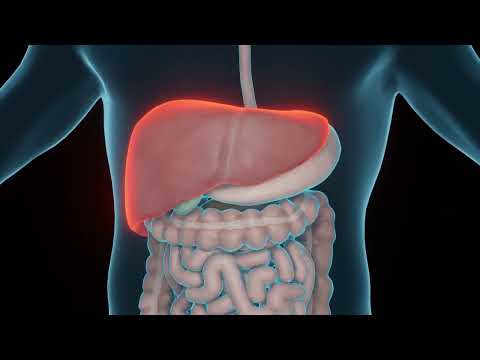 Fatty Liver Disease | Ask a Doc