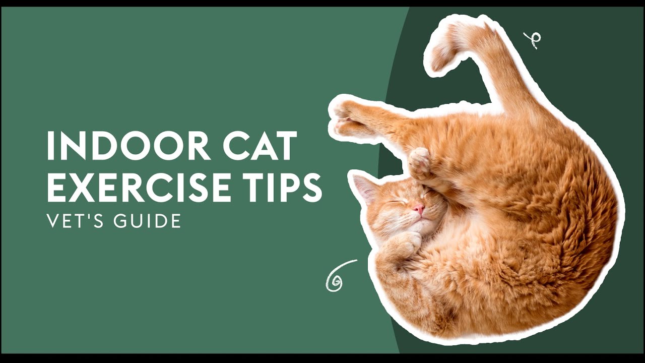 Indoor Cat Exercise Tips · Vet's Guide
