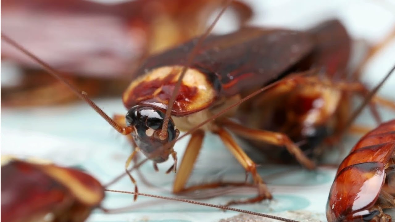 Edmonton's #1 Pest Control Choice: Pestlink Inc