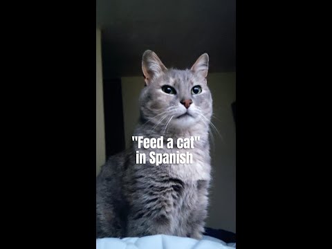 "Feed the cat" in Spanish | Vocabulay
