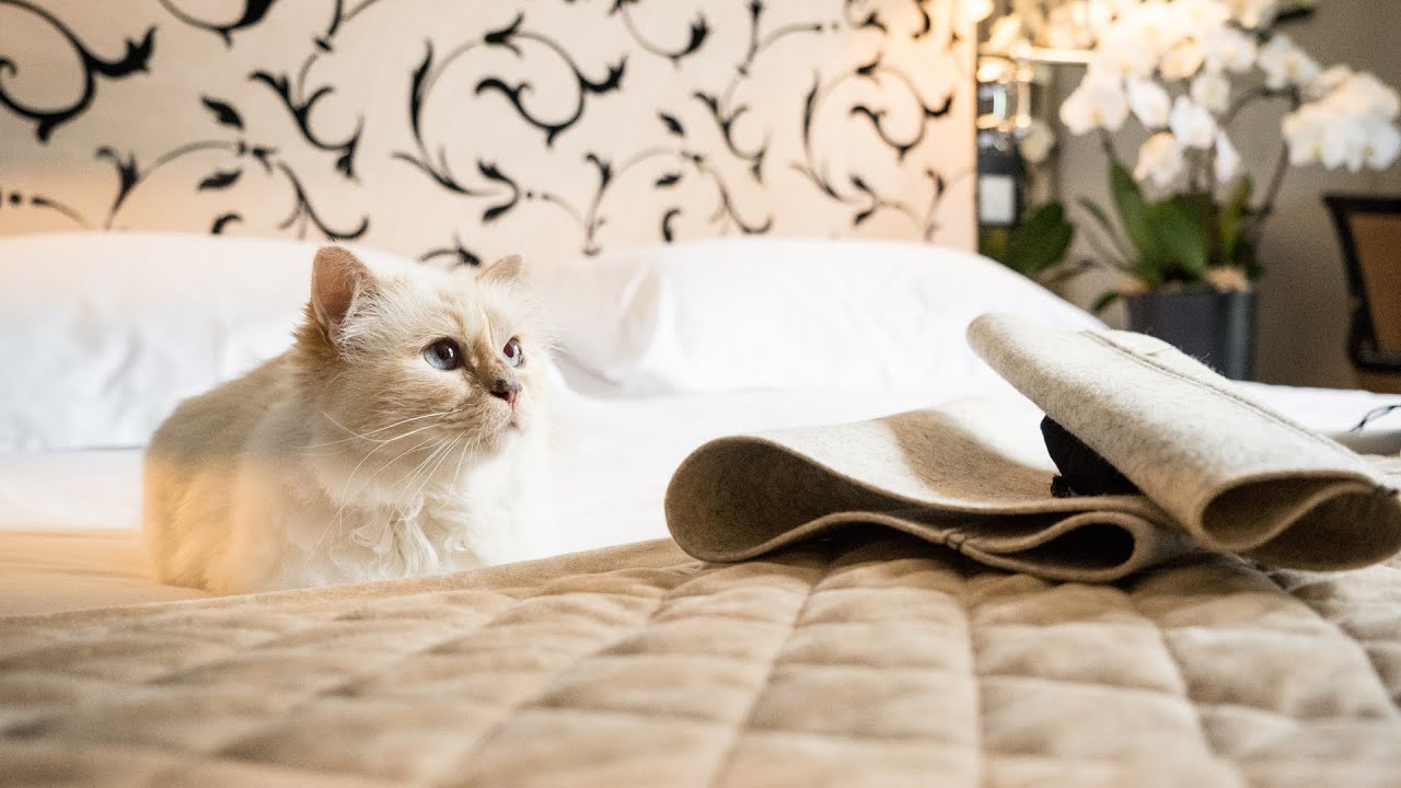 LucyBalu - Moderne Katzenmöbel und Design Katzenausstattung